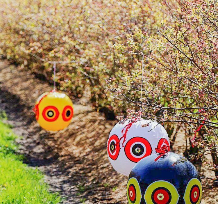 Black Bird Scarer Balloon for Bird Control | BIRD BUSTERS